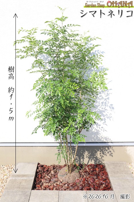 楽天市場】フェイジョア 樹高約1.5m パイナップルグアバ 楽天市場】フェイジョア 樹高約1.5m パイナップルグアバ