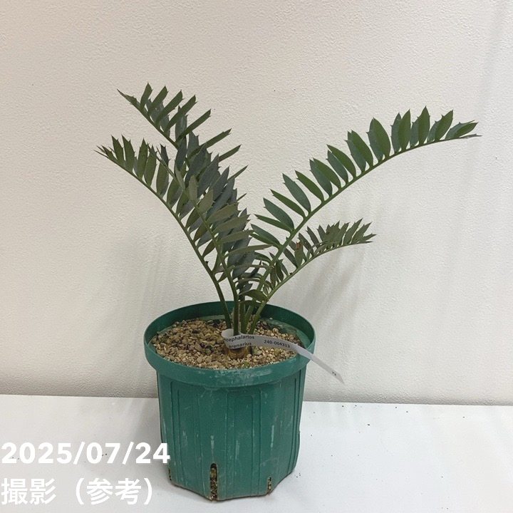 【楽天市場】【激レア！現品お届け】エンセファラルトス アレナリウス（Enephalartos arenarius true blue ...