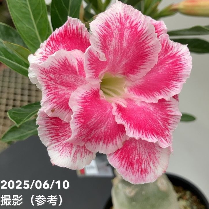 【楽天市場】アデニウム オベスム 4号 Ji Phet（3）｜観葉01-D1：赤塚植物園 楽天市場店