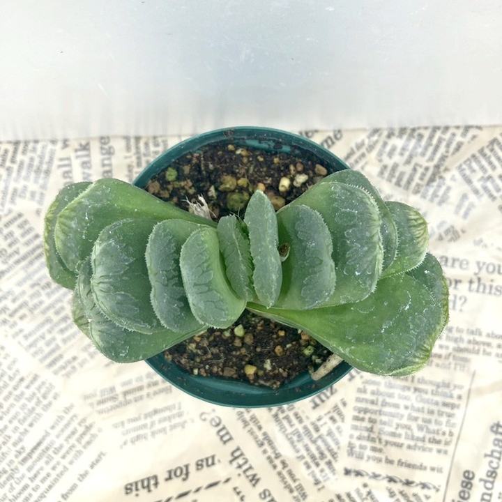 【楽天市場】ハオルチア 2.5号 truncata hyb[2-20]｜観葉02-D2：赤塚植物園 楽天市場店