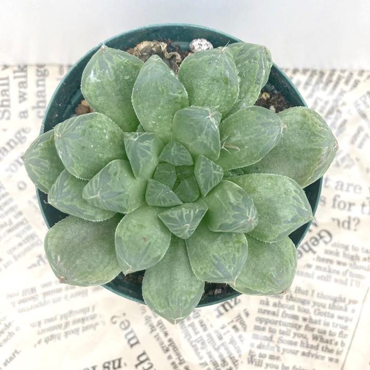 【楽天市場】ハオルチア 2.5号 cooperi Derusiana nishiki[3-02]｜観葉02-D2：赤塚植物園 楽天市場店