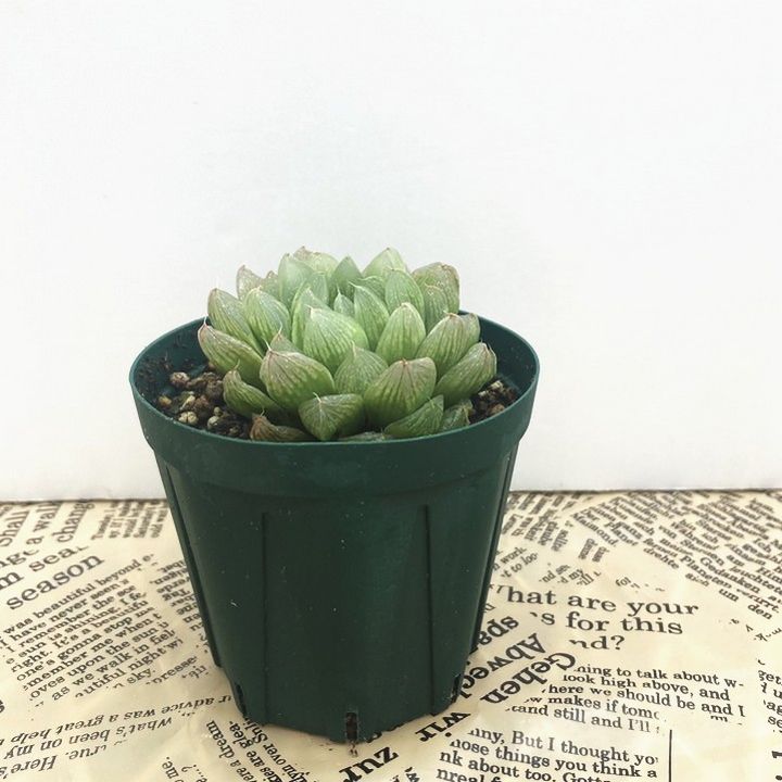 【楽天市場】ハオルチア 2.5号 obtusa Hikaru [3-22] [02観葉]：赤塚植物園 楽天市場店