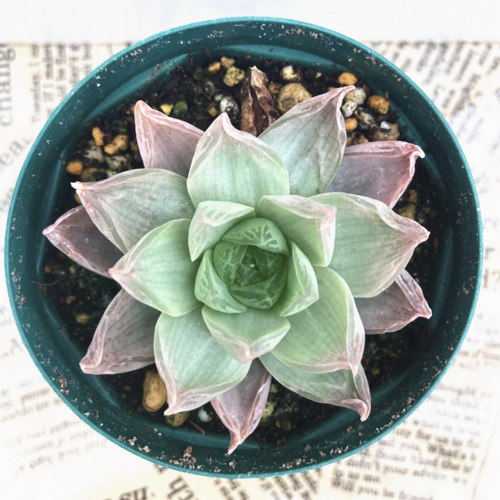 【楽天市場】ハオルチア 2.5号 rosea N-1（W.Kleinmond）[3-27]｜観葉02-D2：赤塚植物園 楽天市場店