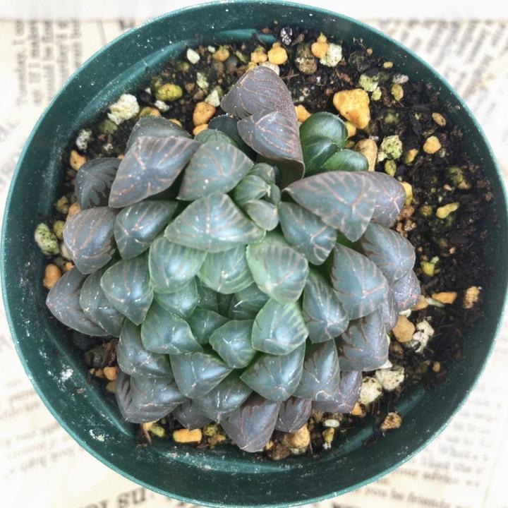 【楽天市場】ハオルチア 2.5号 cooperi ver.truncate[3-16]｜観葉02-D2：赤塚植物園 楽天市場店