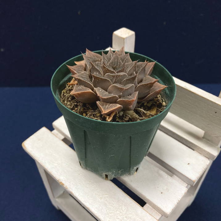 【楽天市場】ハオルチア 2.5号 wimii hybrid.Wmv-1[1-07]｜観葉02-D2：赤塚植物園 楽天市場店