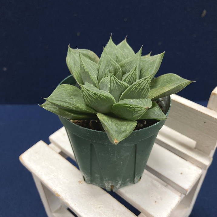 【楽天市場】ハオルチア 2.5号 cymbiforimis hyb[1-20]｜観葉02-D2：赤塚植物園 楽天市場店