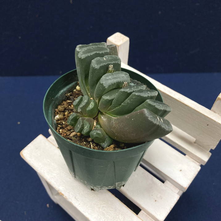 【楽天市場】ハオルチア 2.5号 maughanii hyb[2-03]｜観葉02-D2：赤塚植物園 楽天市場店