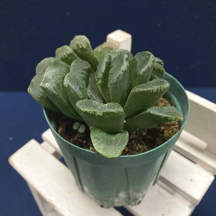 【楽天市場】ハオルチア 2.5号 truncata hyb[2-08]｜観葉02-D2：赤塚植物園 楽天市場店