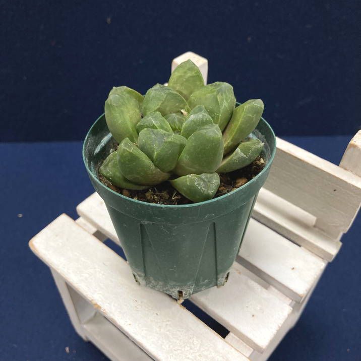 【楽天市場】ハオルチア 2.5号 maughanii hyb[2-21]｜観葉02-D2：赤塚植物園 楽天市場店