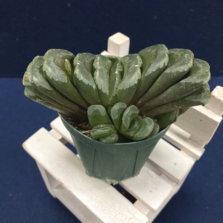 【楽天市場】ハオルチア 2.5号 truncata hyb[2-28]｜観葉02-D2：赤塚植物園 楽天市場店