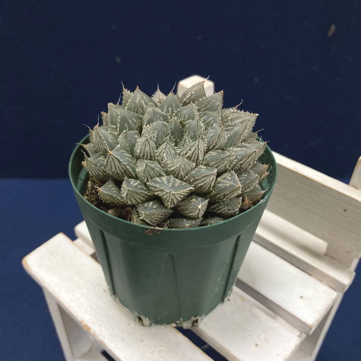 【楽天市場】ハオルチア 2.5号 miror Boll[3-01]｜観葉02-D2：赤塚植物園 楽天市場店