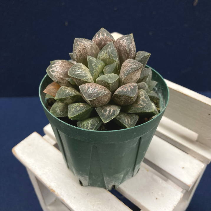 【楽天市場】ハオルチア 2.5号 kegani hyb[3-04]｜観葉02-D2：赤塚植物園 楽天市場店