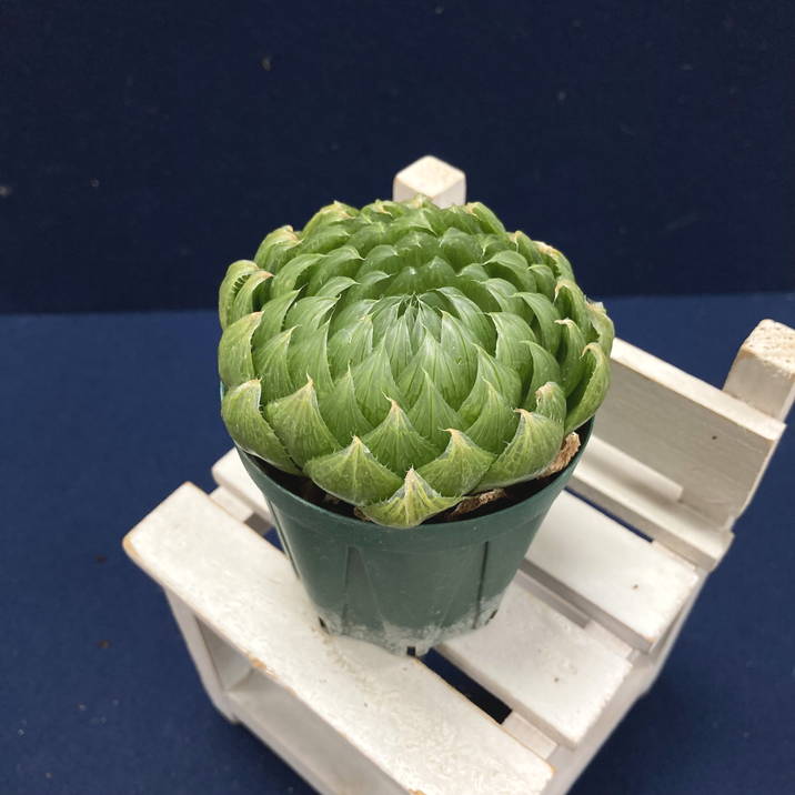 【楽天市場】ハオルチア 2.5号 Emerald LED[3-14]｜観葉02-D2：赤塚植物園 楽天市場店