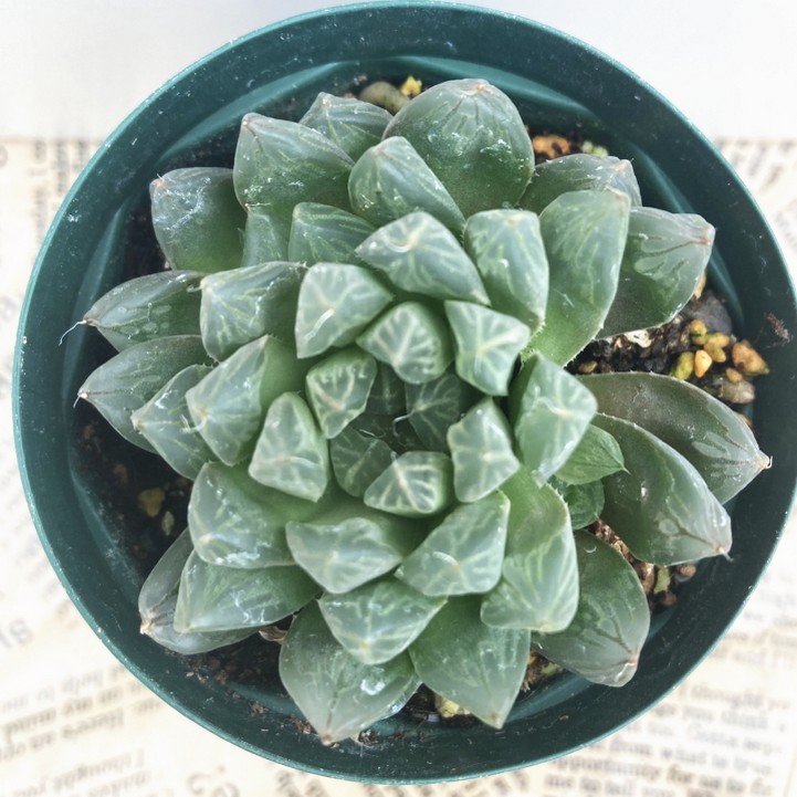 【楽天市場】ハオルチア 2.5号 cooperi ver.pilifera CP-1[3-24]｜観葉02-D2：赤塚植物園 楽天市場店