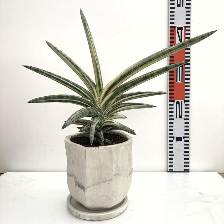 【楽天市場】【現品お届けレア 】 サンスベリア 4.5号 白斑 Lav.1970 White インテリア陶器鉢仕様 受け皿付き (2) ※写真と同じものが届きます ｜観葉02-D2：赤塚植物園 ...