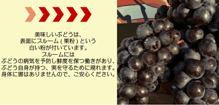 【楽天市場】 送料無料 スチューベン 家庭用 青森県産 ぶどう 2kg（6～10房） 【お歳暮・お年賀・ギフト・贈答・お礼・お返し・プレゼント ...