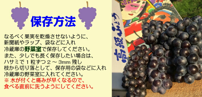 【楽天市場】 送料無料 スチューベン 家庭用 青森県産 ぶどう 2kg（6～10房） 【お歳暮・お年賀・ギフト・贈答・お礼・お返し・プレゼント ...