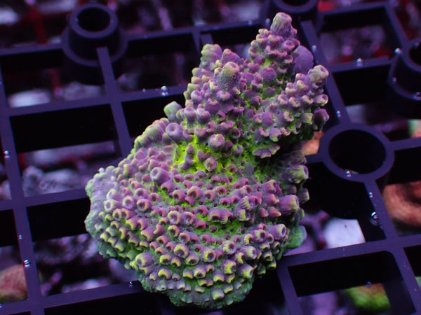 【楽天市場】Aus Acropora Sp.Del Fuego No.06：アクアテイラーズ 楽天市場支店
