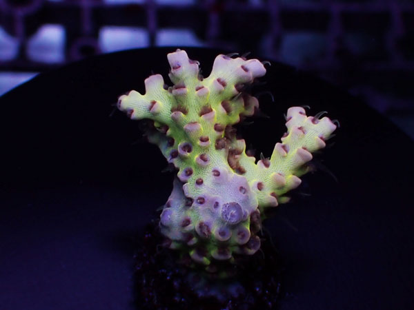 【楽天市場】GB IndonesiaフラグAcropora Selago-Redpolyps-No.03：アクアテイラーズ 楽天市場支店
