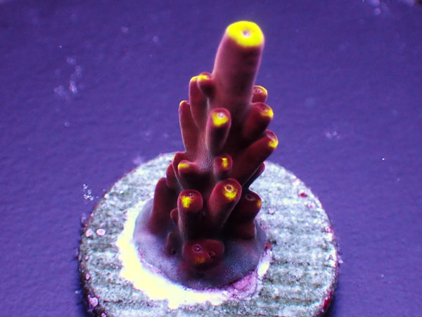 【楽天市場】アメリカ便フラグJason Fox-Fox Flame- No.01：アクアテイラーズ 楽天市場支店