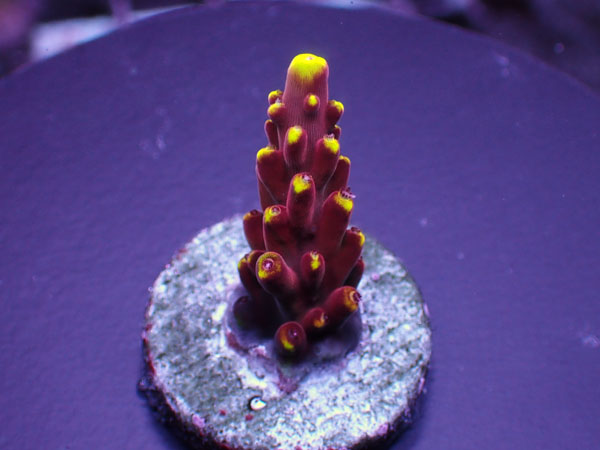 【楽天市場】アメリカ便フラグJason Fox-Fox Flame- No.02：アクアテイラーズ 楽天市場支店