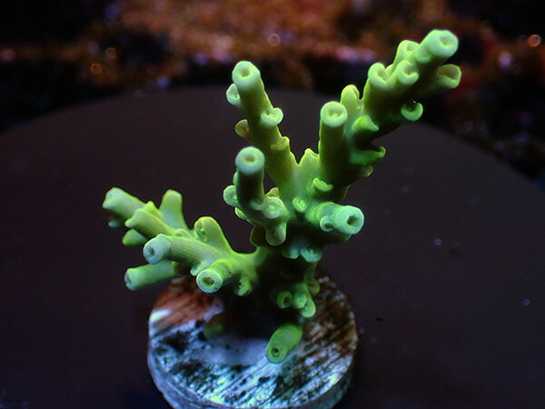 【楽天市場】ATフラグ GB Indonesia Acropora Elegantula -Rare Acro Yellow-No.10 ...