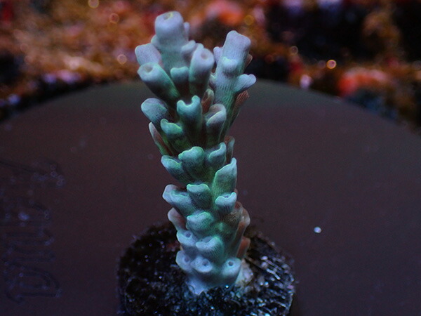 【楽天市場】ATフラグ GB Indonesia Acropora Striata -Vivid Insanity Type-No.02 ...