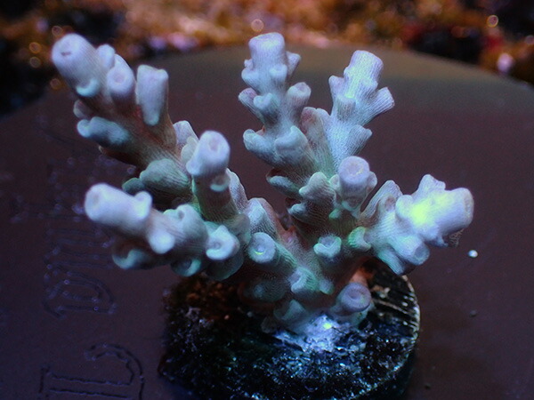 【楽天市場】ATフラグ GB Indonesia Acropora Striata -Vivid Insanity Type-No.03 ...