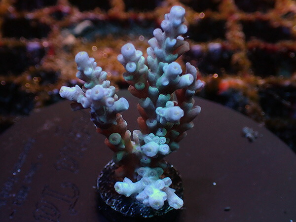 【楽天市場】ATフラグ GB Indonesia Acropora Striata -Vivid Insanity Type-No.05 ...