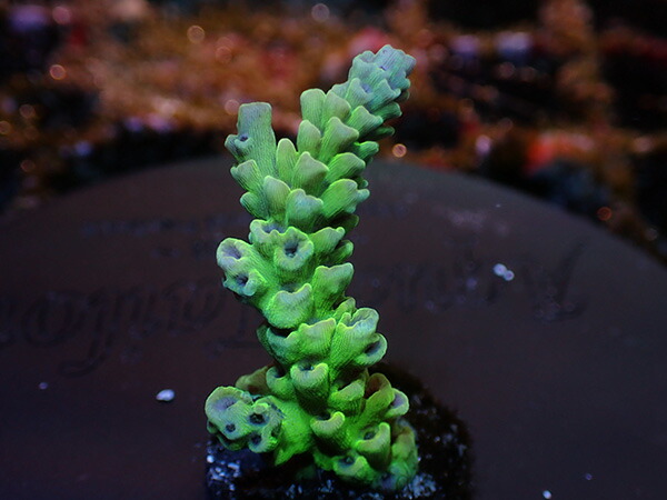 【楽天市場】ATフラグ GB Indonesia Acropora Selago -Pink Top-No.05：アクアテイラーズ 楽天市場支店
