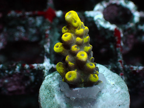 【楽天市場】RR Pink Floyd：アクアテイラーズ 楽天市場支店