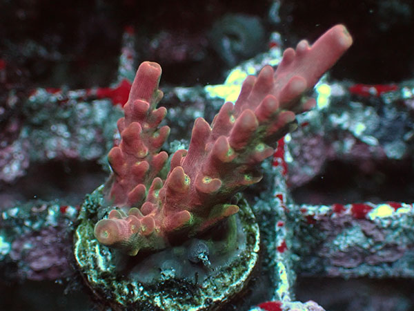 【楽天市場】RR Rainbow Loom No.02：アクアテイラーズ 楽天市場支店