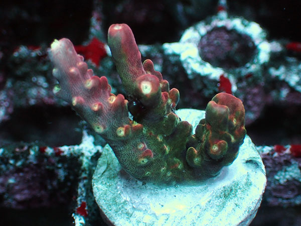 【楽天市場】RR Rainbow Loom No.03：アクアテイラーズ 楽天市場支店