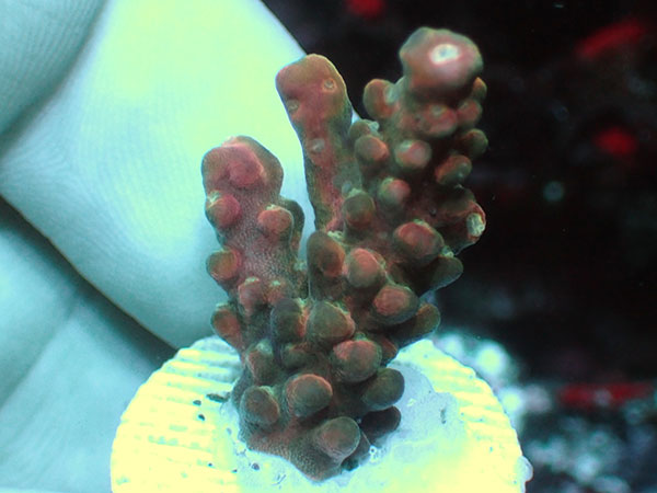 【楽天市場】Rainbow Loom Type1 No.01：アクアテイラーズ 楽天市場支店