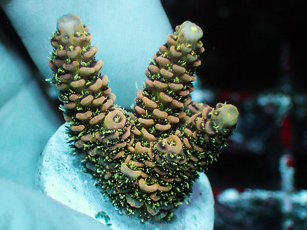 【楽天市場】Sunset Millepora No.02：アクアテイラーズ 楽天市場支店