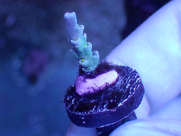 【楽天市場】アメリカ便 Vivid Aquarium Vivid Insanity：アクアテイラーズ 楽天市場支店