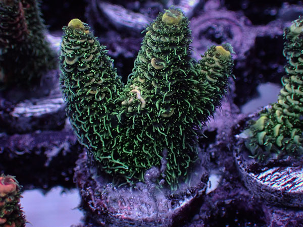 【楽天市場】ATフラグ Acropora Millepora-Green- No.03：アクアテイラーズ 楽天市場支店
