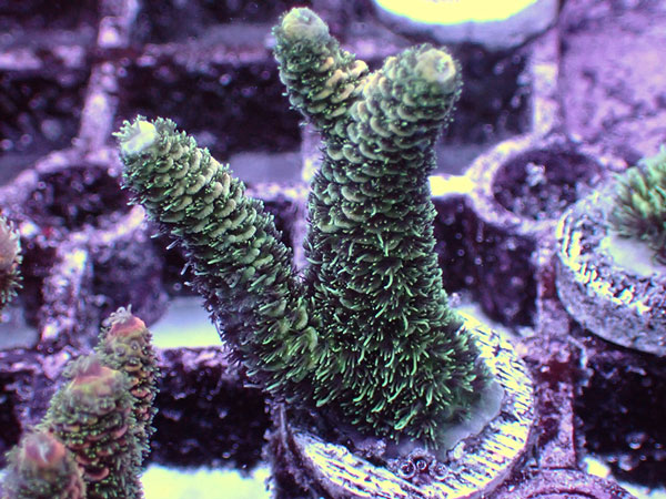 【楽天市場】ATフラグ Acropora Millepora-Green- No.04：アクアテイラーズ 楽天市場支店