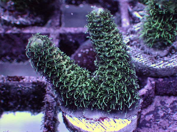 【楽天市場】ATフラグ Acropora Millepora-Green- No.05：アクアテイラーズ 楽天市場支店