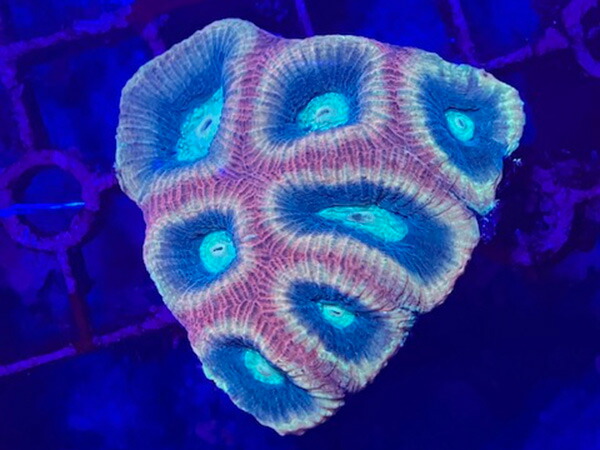 【楽天市場】Wild Aussie Revers Prism Favia：アクアテイラーズ 楽天市場支店