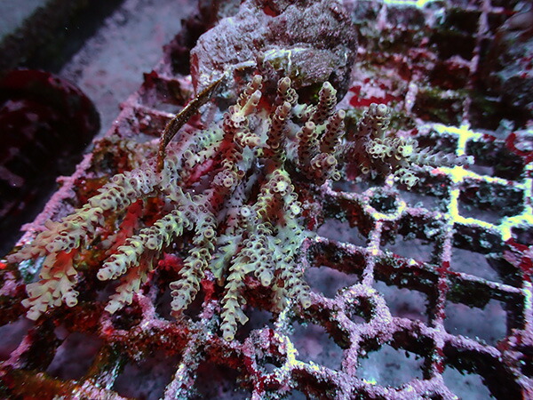 【楽天市場】GB Indonesia Acropora Selago No.08：アクアテイラーズ 楽天市場支店