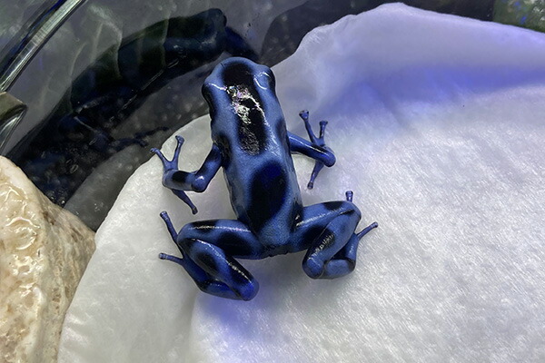 【楽天市場】Dendrobates auratus Blue：アクアテイラーズ 楽天市場支店