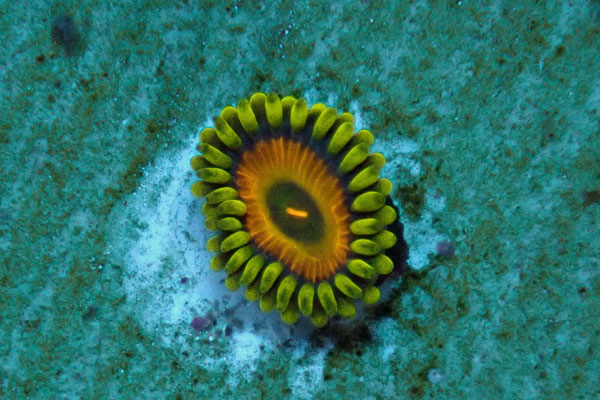 【楽天市場】US Zoa Sponge Bob：アクアテイラーズ 楽天市場支店