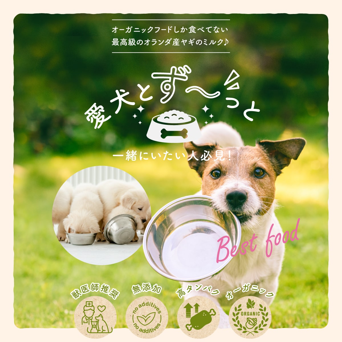 【楽天市場】[正規品]【wancom】tasty!天使のヤギミルク 150g≪4580414210746≫ ヤギミルク やぎミルク ペット ペットフード ドッグフード ドックフード キャット ...