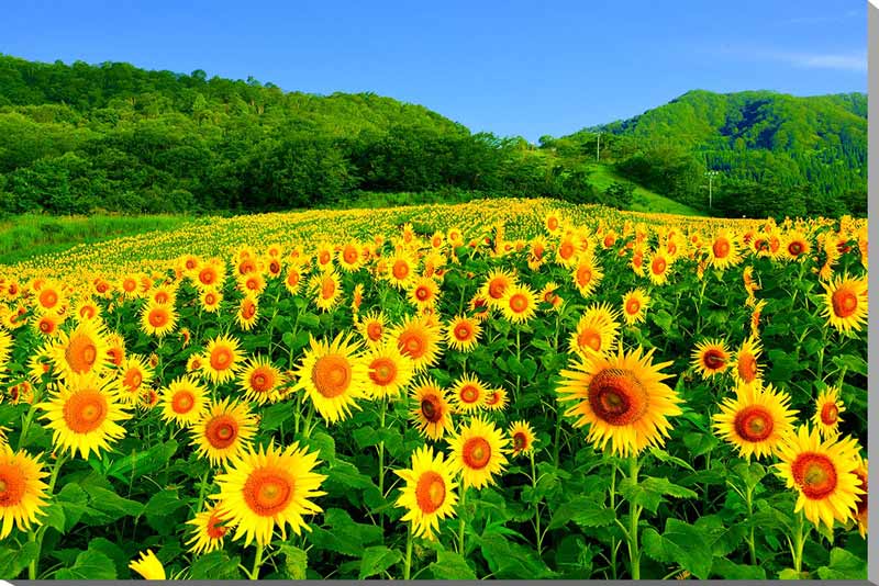 Sunflower Scenery Pictures | Best Flower Site