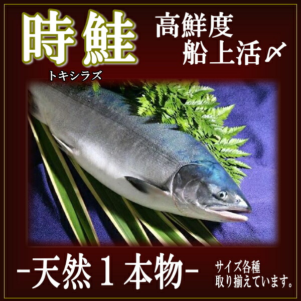 【楽天市場】北海道 時鮭（さけ）時不知/1．8キロ【トキシラズ】生【姿】高鮮度 船上活〆：北の海の森 昆布森 アツマル水産