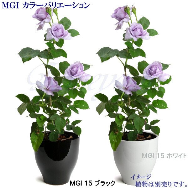 【楽天市場】MGI12 ブラック 4号 植木鉢 陶器 おしゃれ 黒 サイズ 12cm 安くて丈夫 父 母 家庭菜園 ガーデニング 高級感 ...
