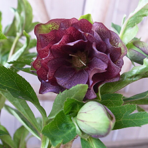 【楽天市場】クリスマスローズ ダブル 開花株 あずき抹茶バイカラー 6号 現品 2023年1月31日 撮影 2花開花しはじめ蕾18確認 鉢花 ...