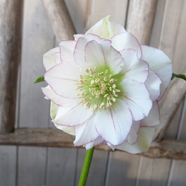 【楽天市場】クリスマスローズ ダブル 開花株 ホワイトピコティ微ベイン 4号 現品 2023年2月28日 撮影 ひと花開花し蕾2確認 鉢花 ...