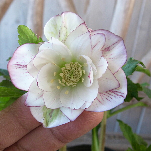 【楽天市場】クリスマスローズ ダブル 開花株 ホワイトピコシェードベイン 5号 現品 2024年1月16日 撮影 鉢植え 鉢花 ひと花開花し蕾 ...